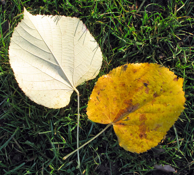 Tilia
