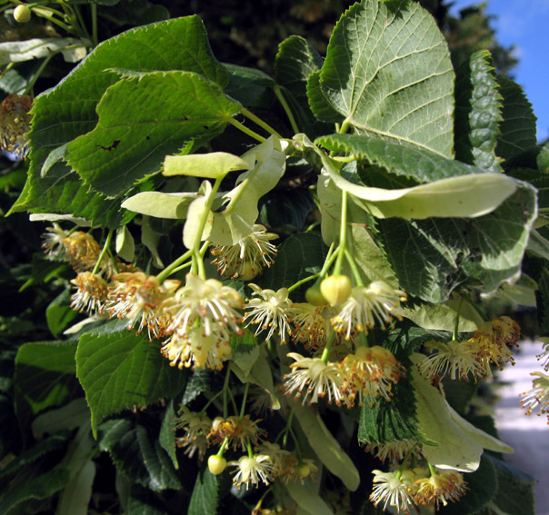 Tilia