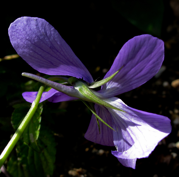 Viola