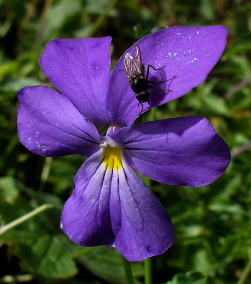Viola
