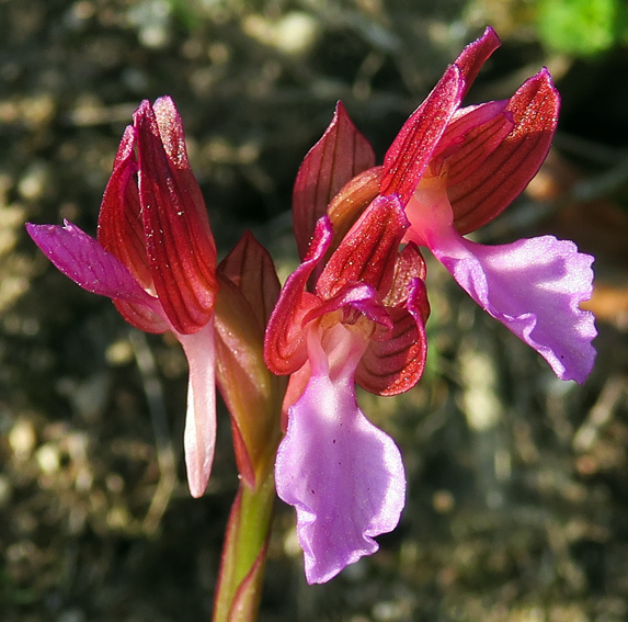 papilionacea
