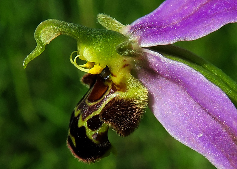 Apifera