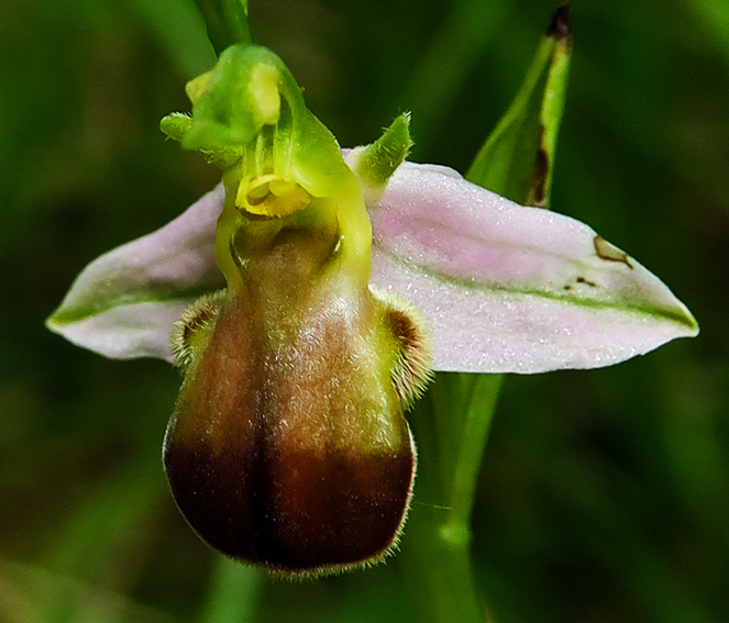 Apifera