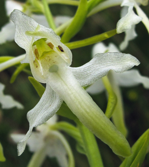 Chlorantha