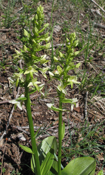 Chlorantha