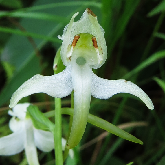 Chlorantha