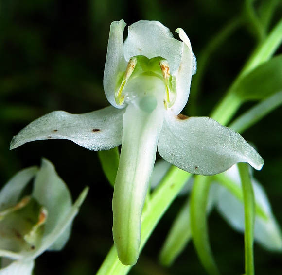 Chlorantha