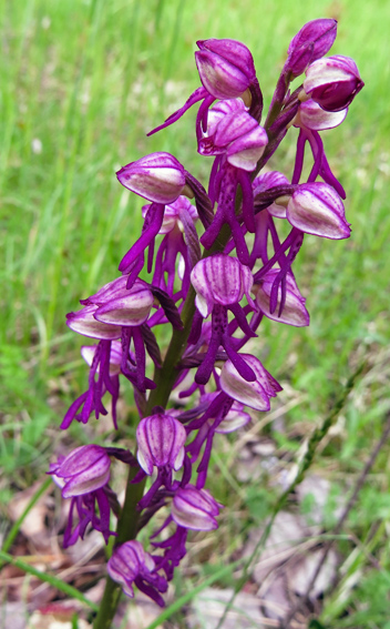 Hyb Orchis