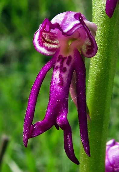 Hyb Orchis