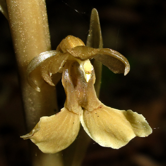 Neottia