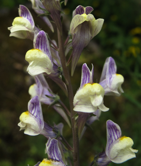 Linaria
