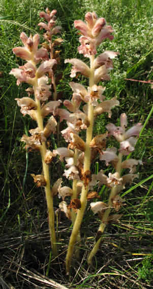 Orobanche