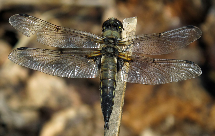 Libellula