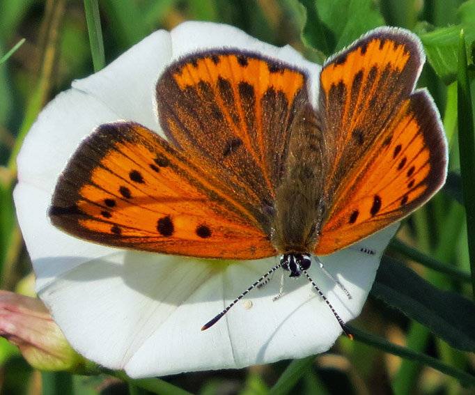 Lycaena