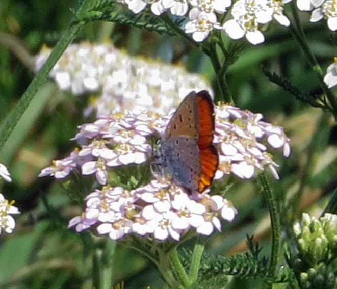 Lycaena