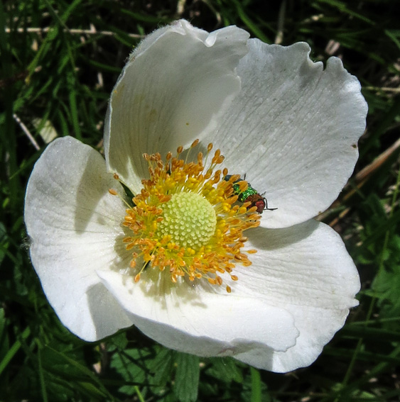 Anemone
