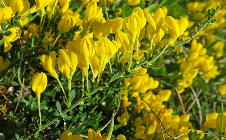 Cytisus