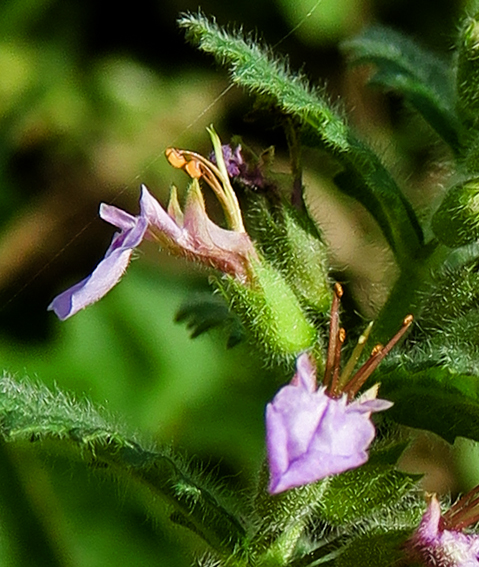 Teucrium