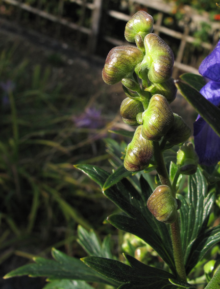 Aconitum