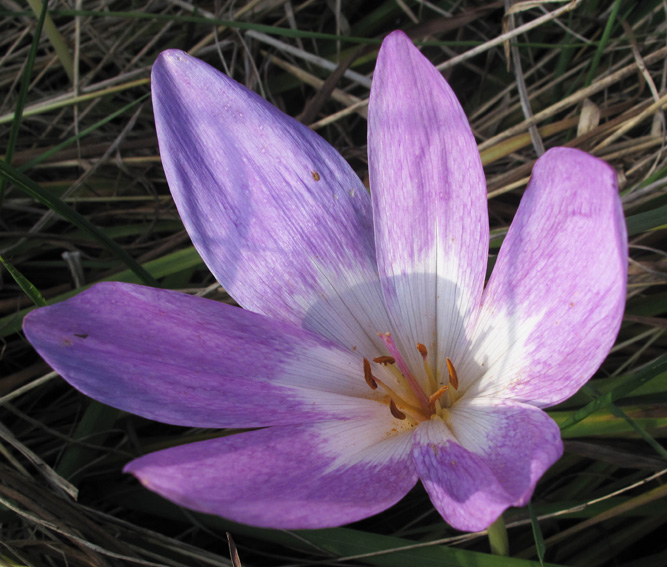 Colchicum