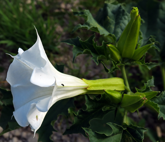 Datura