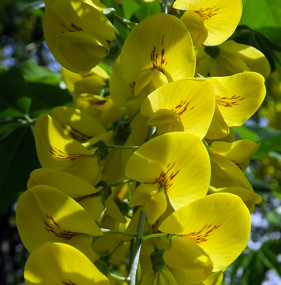 Laburnum