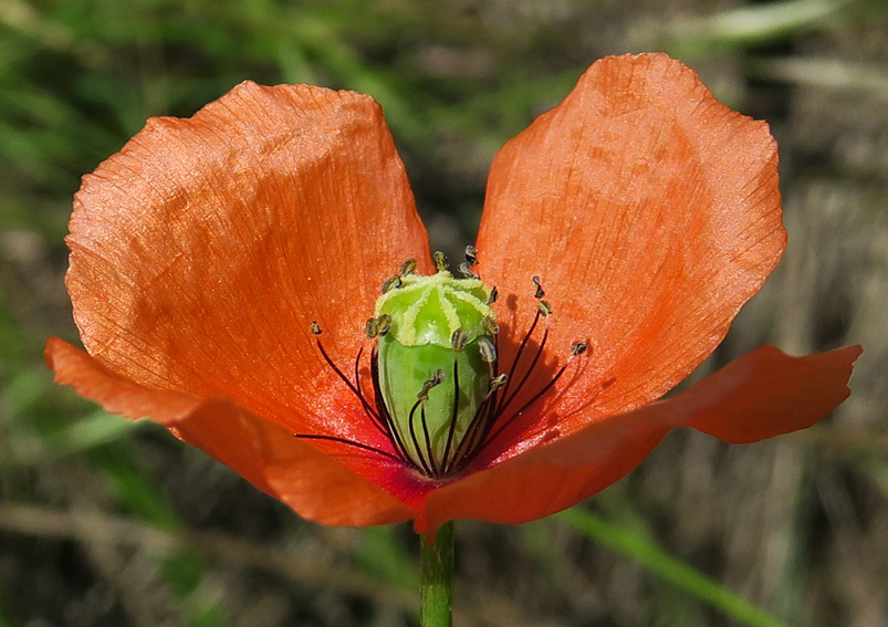 Papaver
