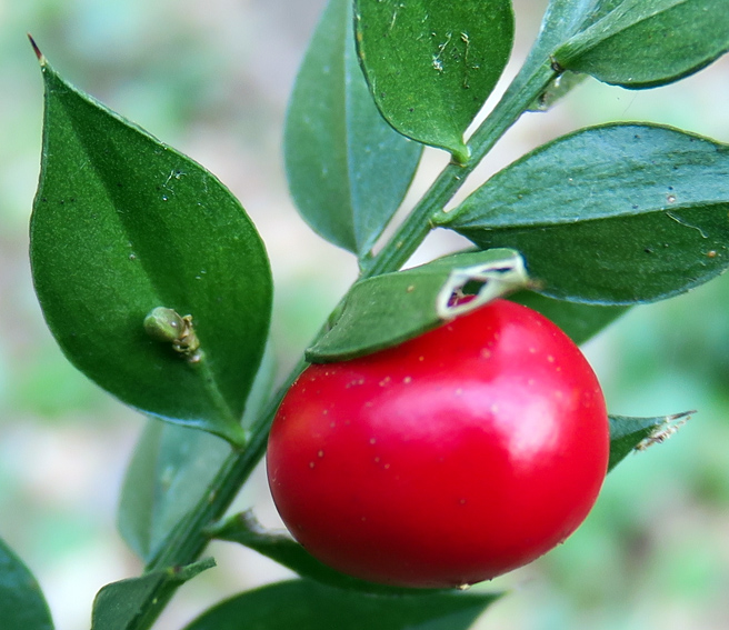 Ruscus