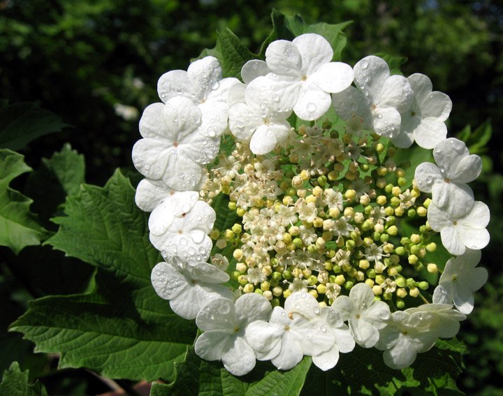 Viburnum