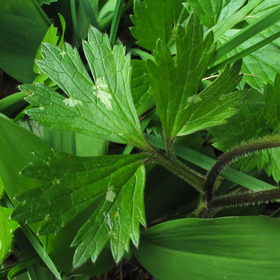 Ranunculus