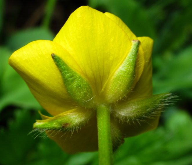 Ranunculus
