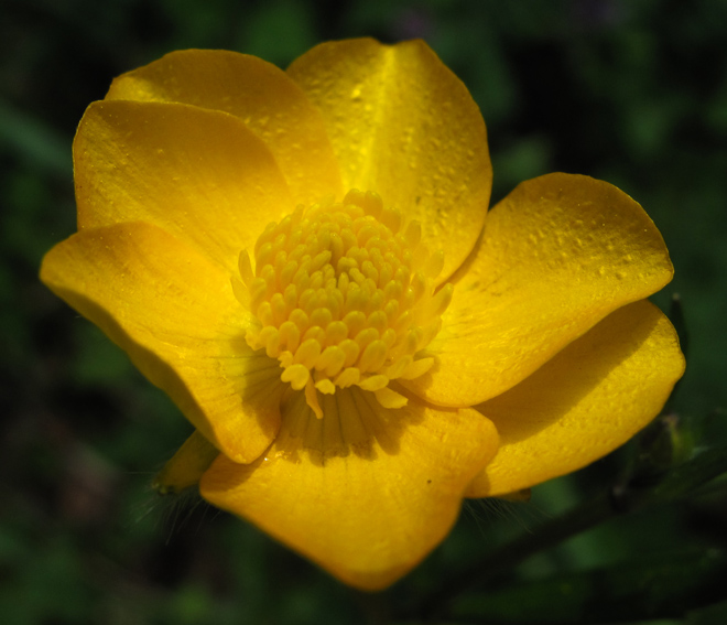 Ranunculus
